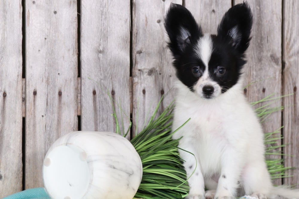 Spike - Great ACA Papillon - Puppies Online