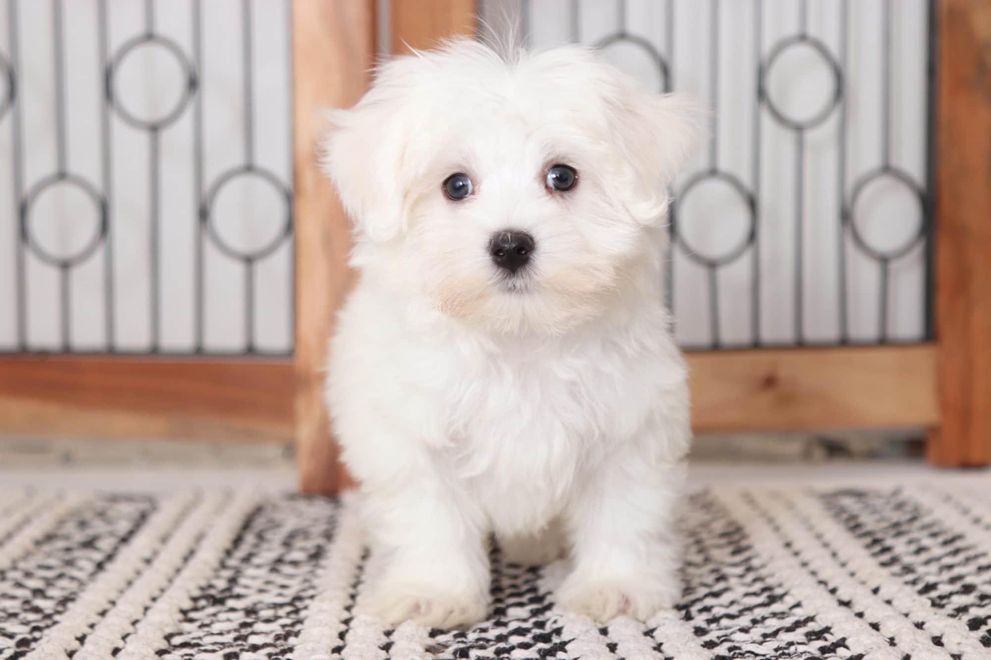 Spot - Adorable Male ACA Maltese Puppy - Puppies Online