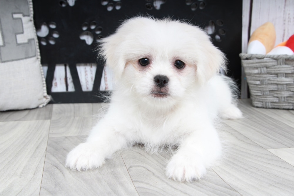Stella - Spunky Female Teddy Bear Puppy - Puppies Online