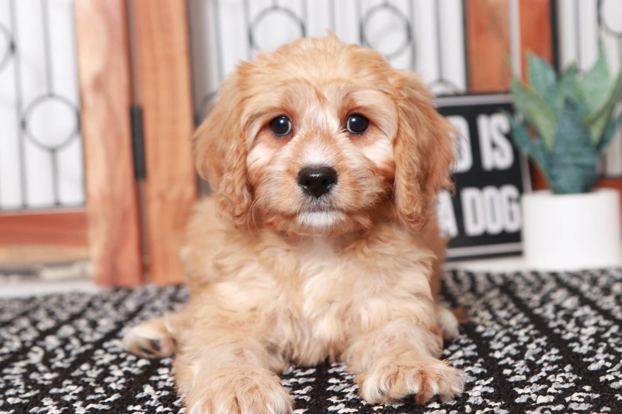 Sting- Darling Little Male Cavapoo Puppy - Puppies Online