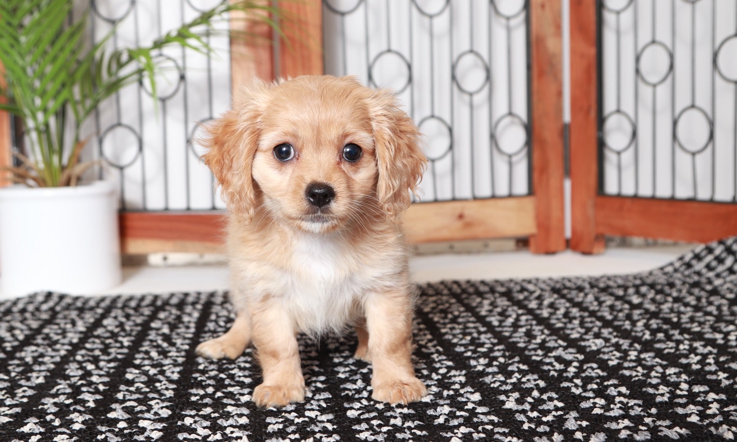 Strawberry - Loving Little Cream Female Cavapoo Puppy - Puppies Online