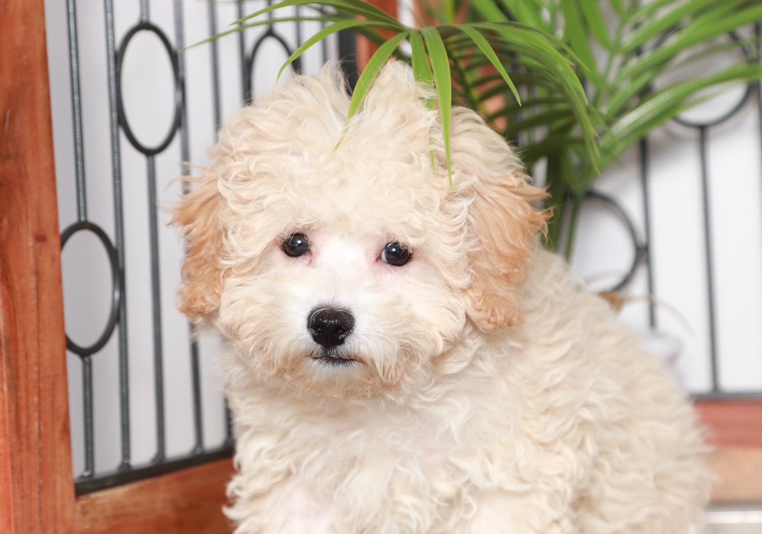 Stymie - Stunning Cream Male Malti-Poo Puppy - Puppies Online