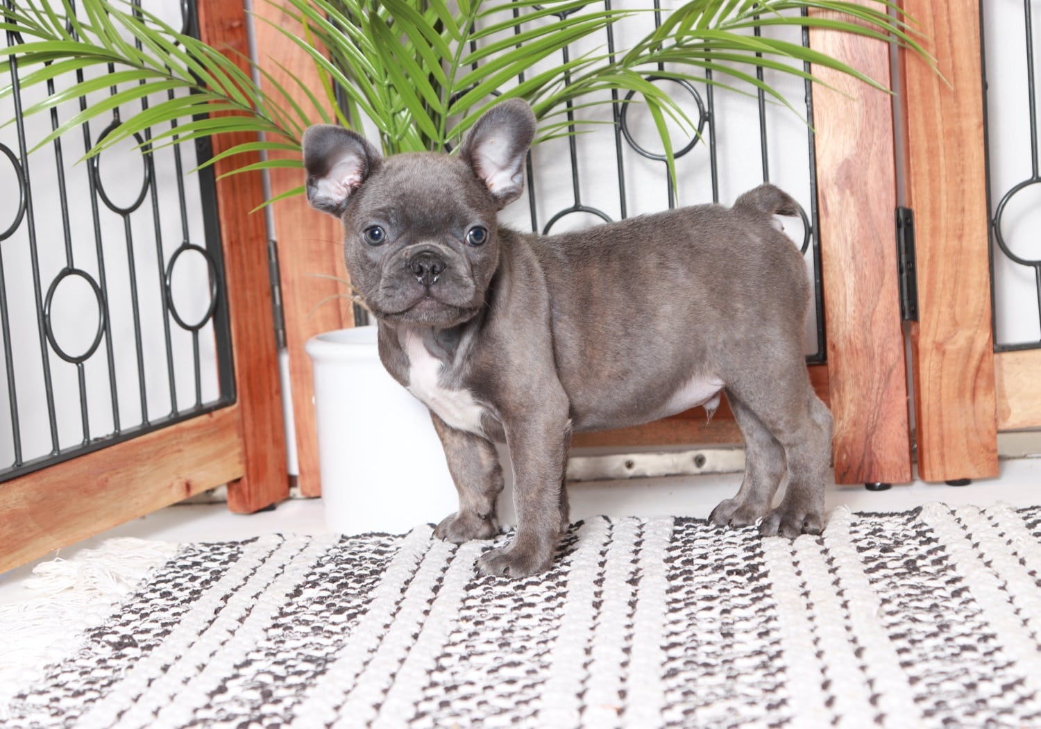 Sulley - Amazing Male Blue Frenchton Puppy - Puppies Online