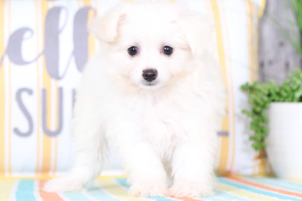 Summer - Perfect Little Pomachon - Puppies Online