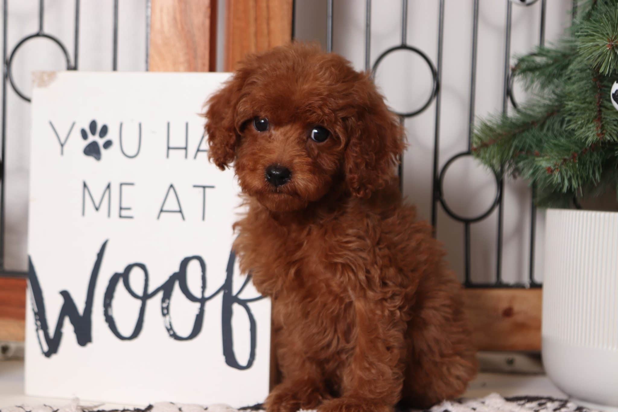 Susie - Great Mini Female F1B Goldendoodle - Puppies Online