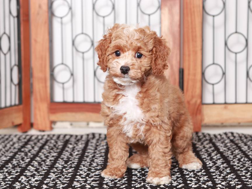 Sydney- Happy Little Female Cockapoo Puppy - Puppies Online