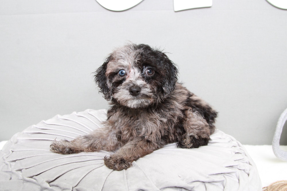 Tank- Affectionate Blue Merle Male Cavapoo Puppy - Puppies Online