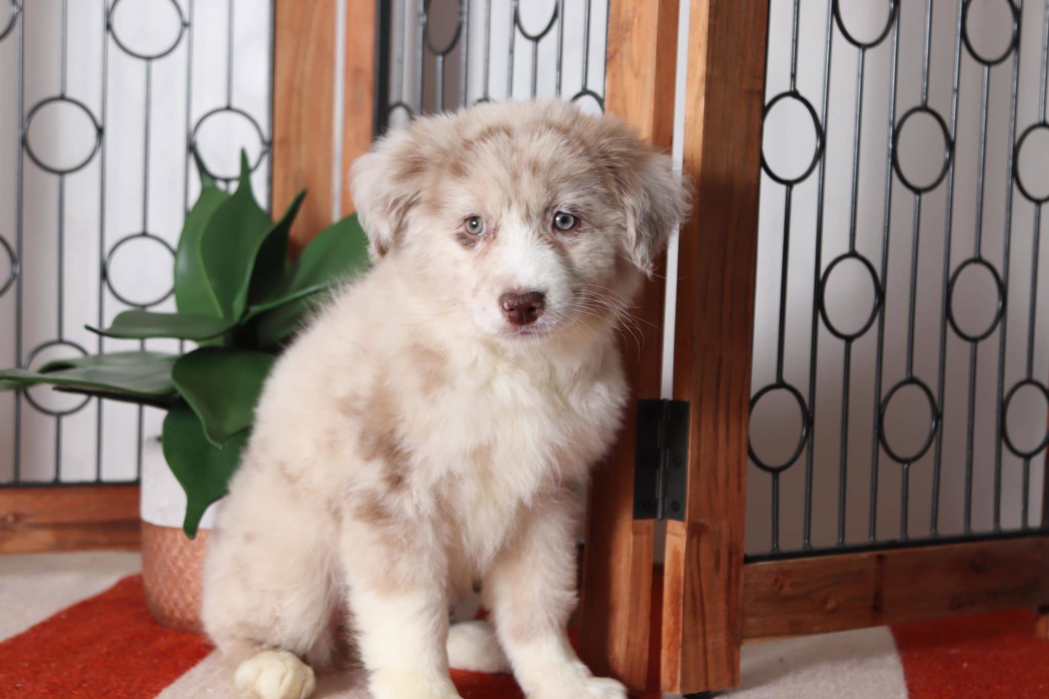 Tibby - Sweet Red Merle Female ICA Australian Shepherd - Puppies Online