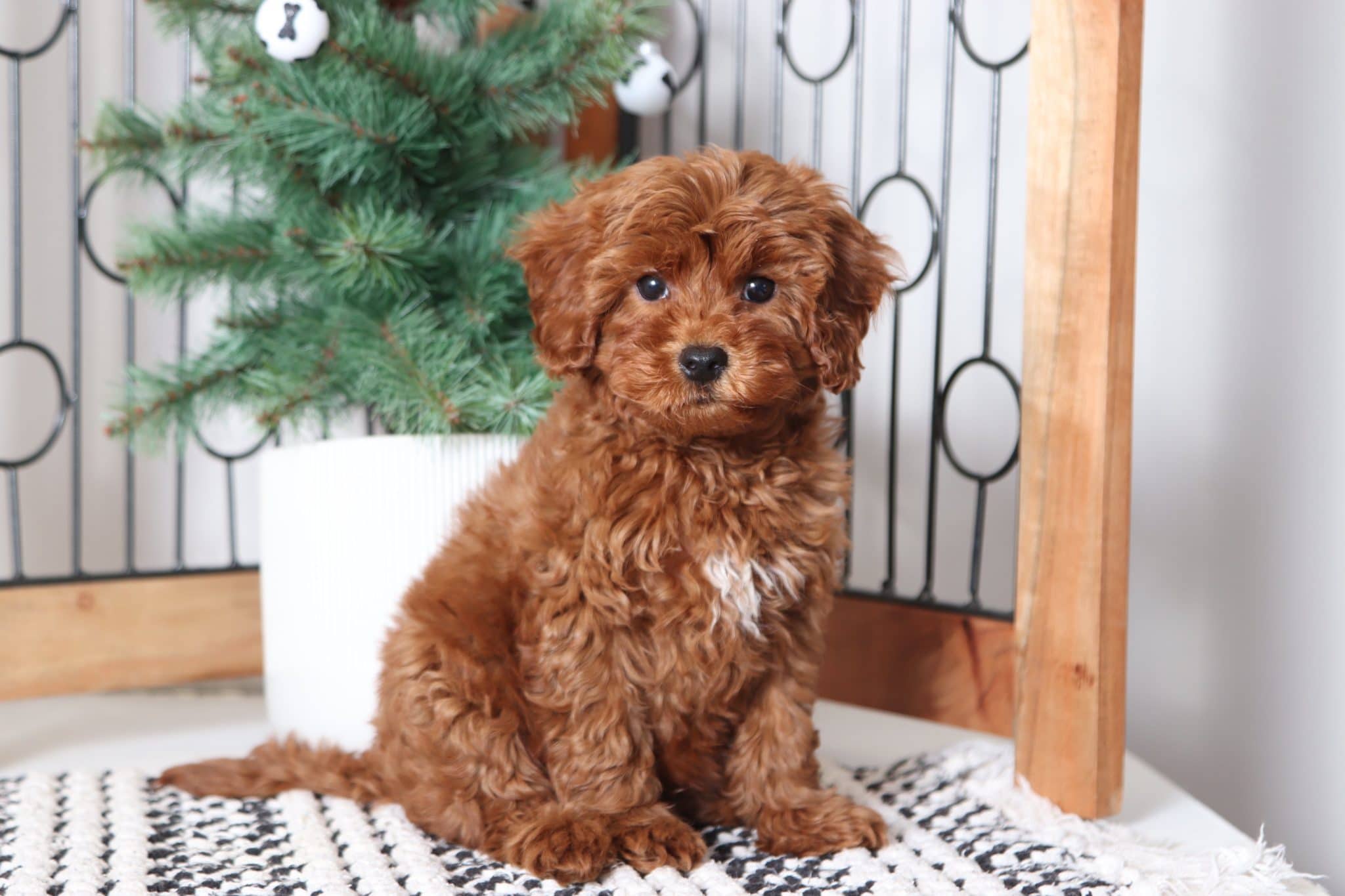 Tiger - Handsome Red F1B Male Cavapoo Puppy - Puppies Online