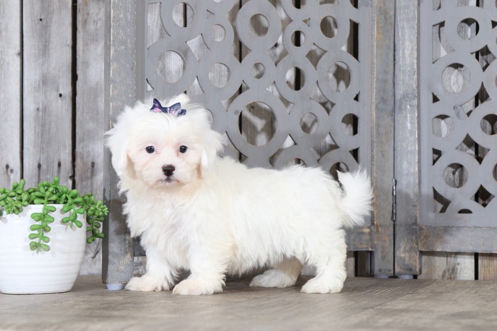 Tilly - Darling Little Teddy Bear - Puppies Online