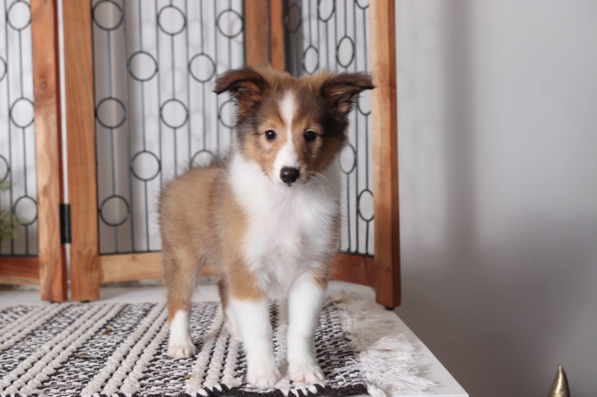 Tucker - Dapper Male Tri-Colored Sheltie Puppy - Puppies Online