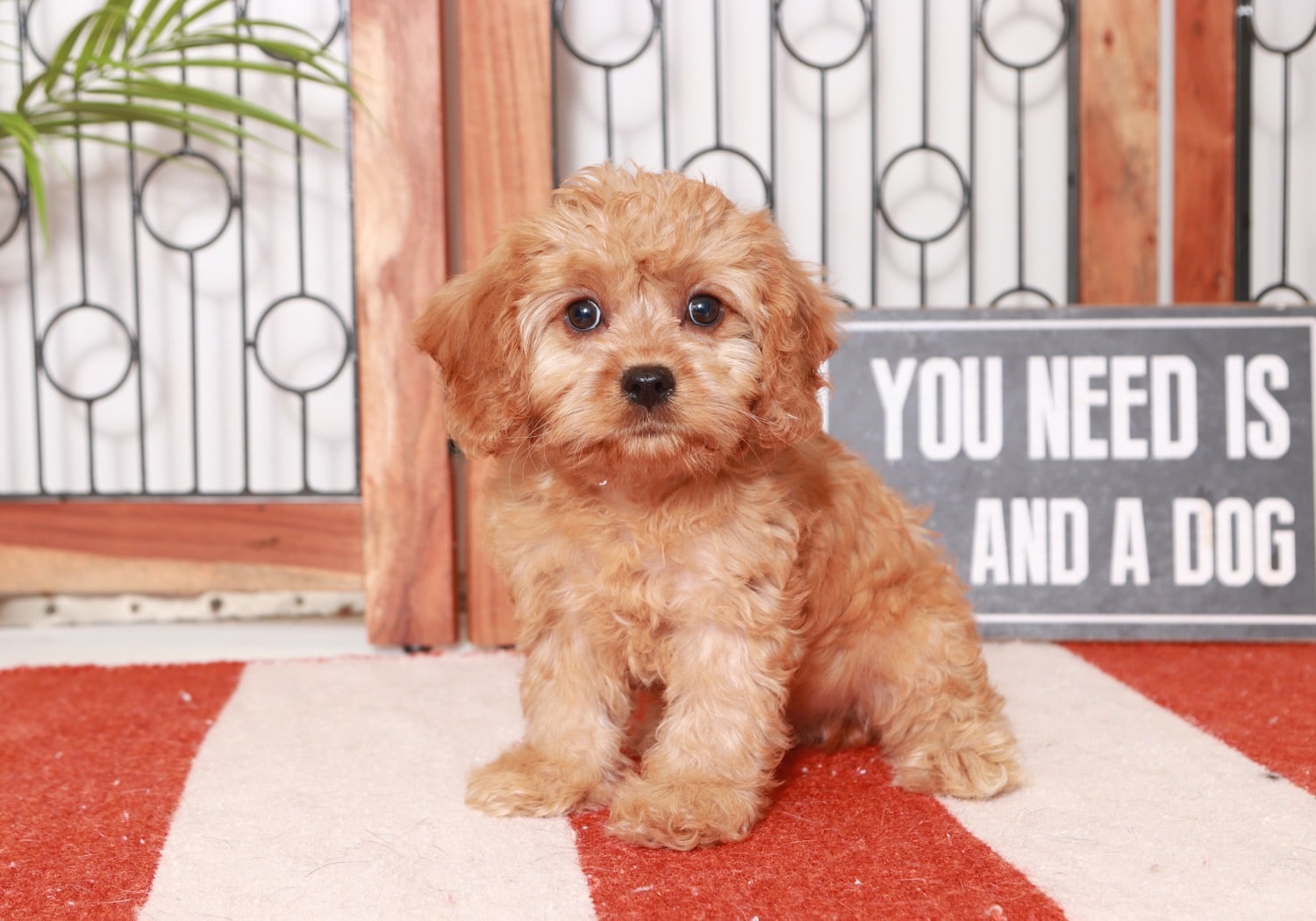 Viola- Gentle Little Female Cavapoo Puppy - Puppies Online