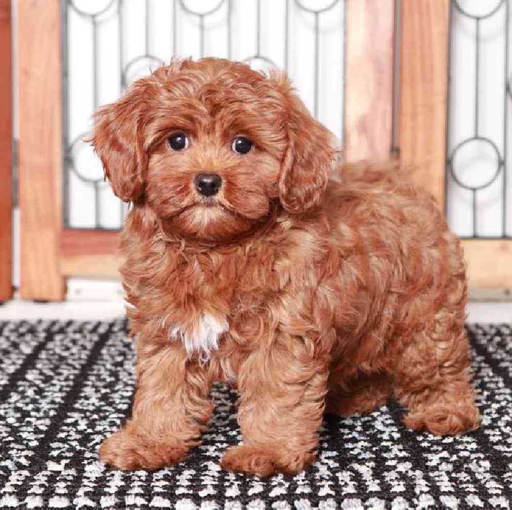 Virginia - Wonderful Little Female Cavapoo Puppy - Puppies Online