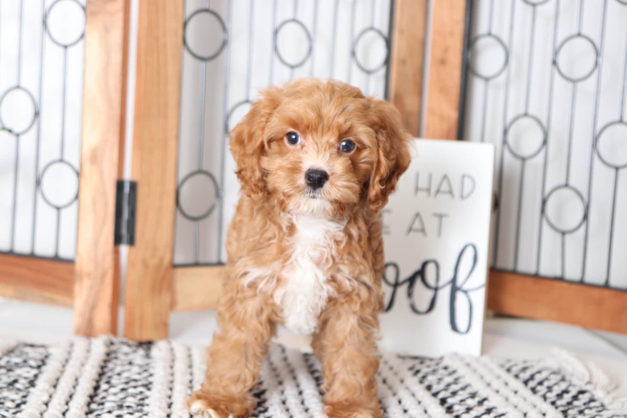Walker - Adorable Red Male Cockapoo Puppy - Puppies Online