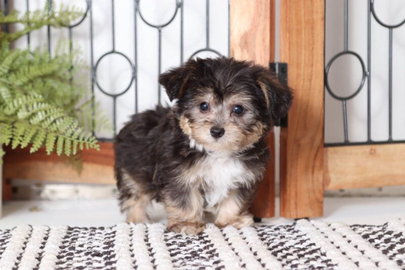 Wally - Cuddly Little Male F1B Yorkie-Poo Puppy - Puppies Online