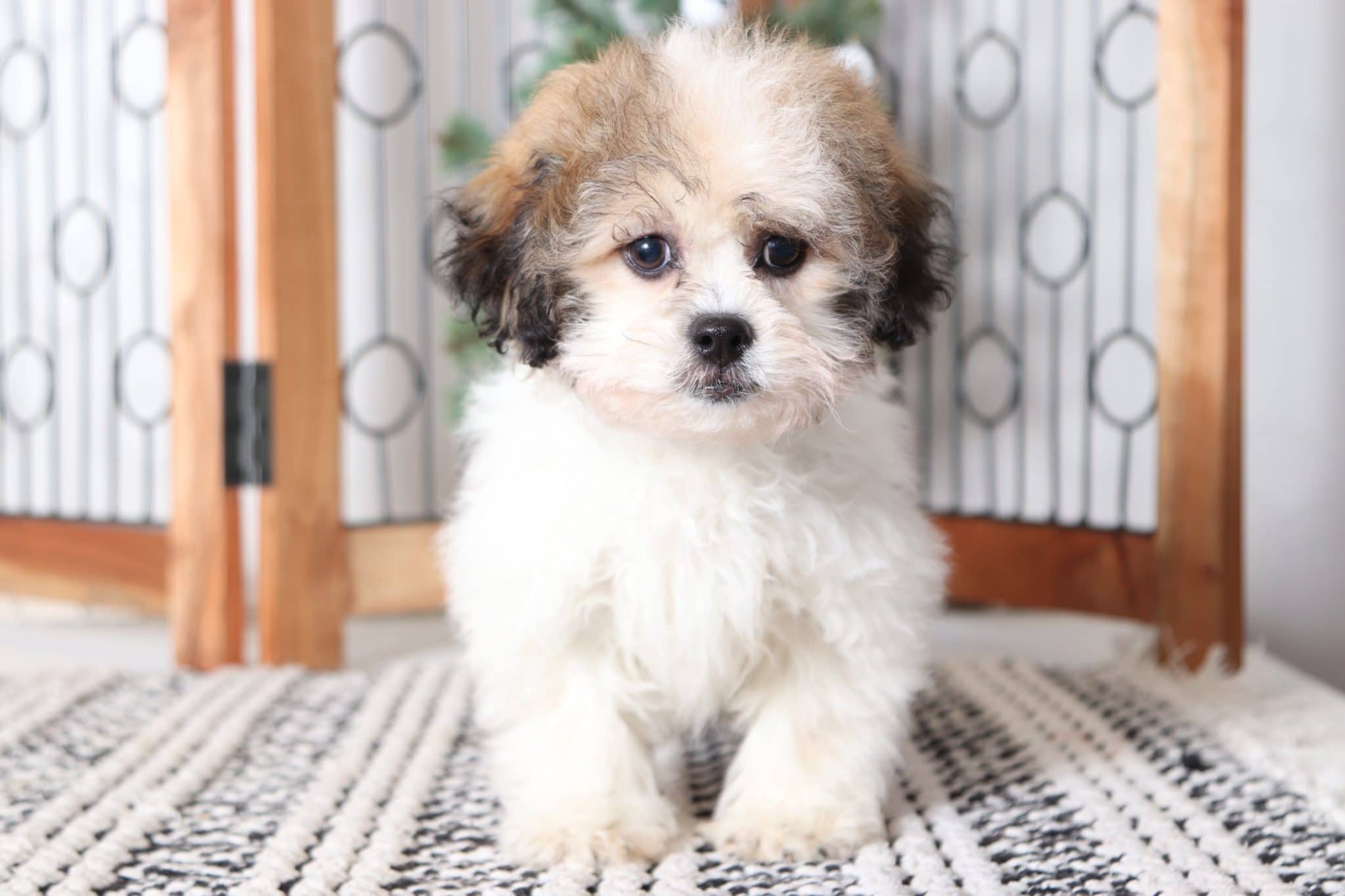 Waverly - Sweet Little Male Teddy Bear Puppy - Puppies Online