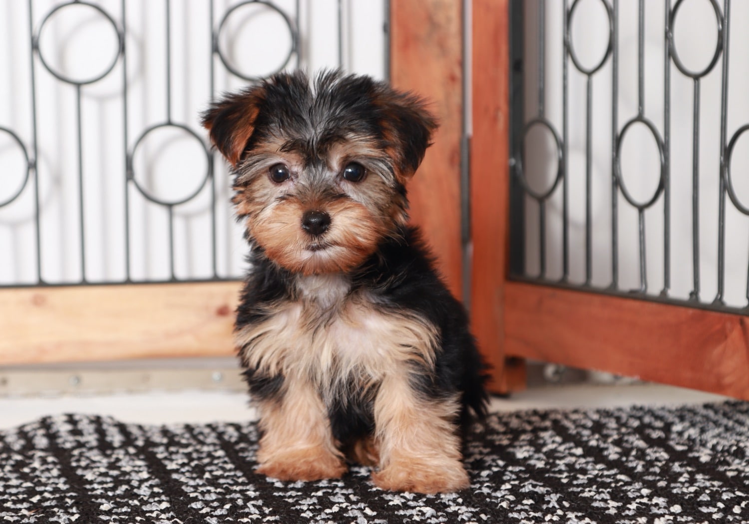 Winnie - Precious Little Female Morkie Puppy - Puppies Online