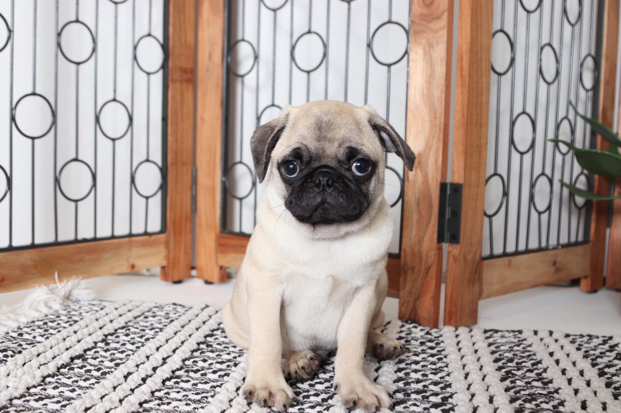 Winston - Loving Little Male AKC Pug - Puppies Online