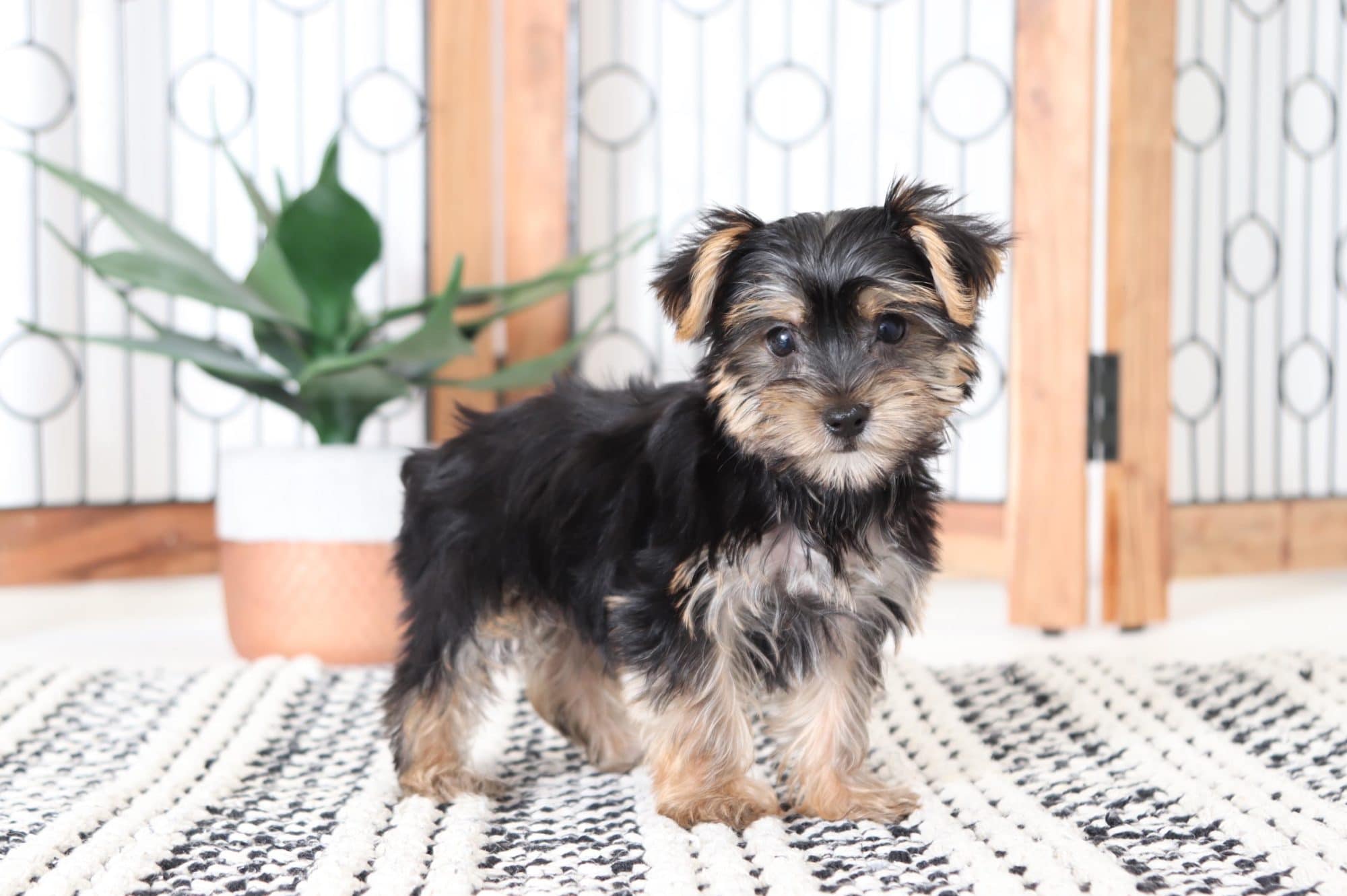 Winston- Handsome ACA Male Yorkie Puppy - Puppies Online