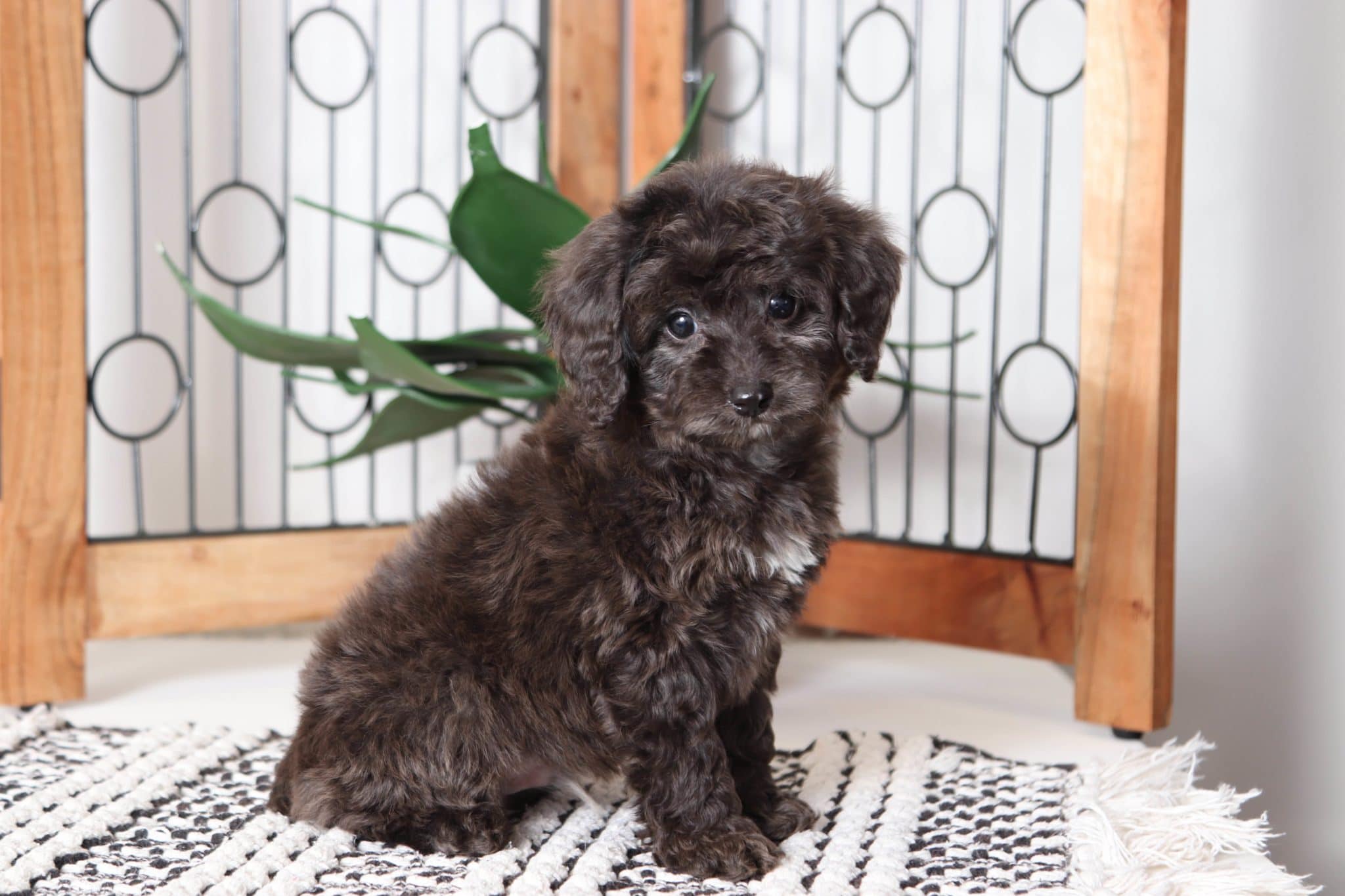 Wyatt - Playful Mini Aussie Poo Puppy - Puppies Online