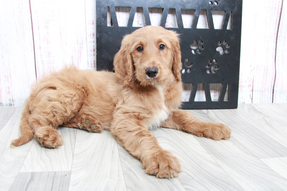 Yang - Playful Tan Male Goldendoodle Puppy - Puppies Online
