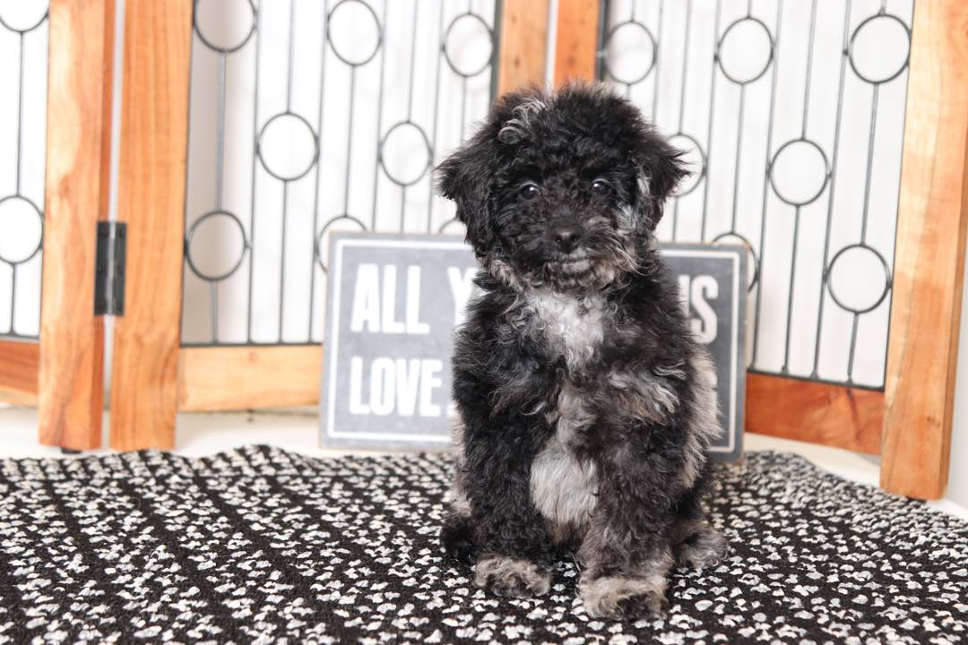 Zander- Perfect Little Blue Merle Mini Poodle - Puppies Online