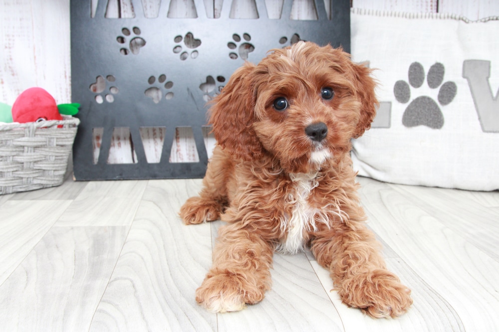 Zelle - Cutest Red Female Cavapoo Puppy - Puppies Online