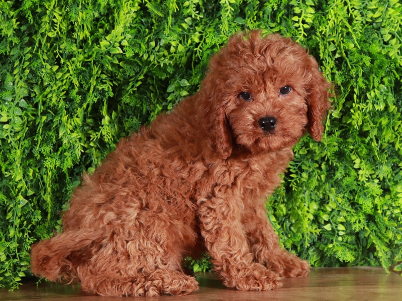 Ziggy - Adorable little Cavapoo - Puppies Online