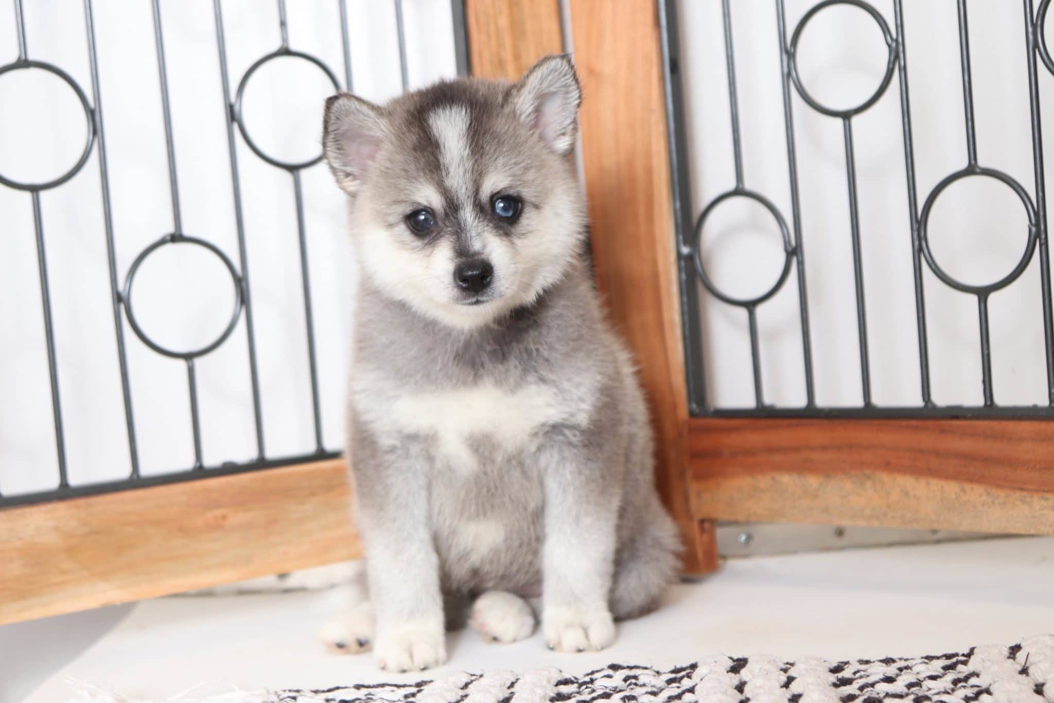 Zoey - Precious Little Teacup Female Pomsky Puppy - Puppies Online